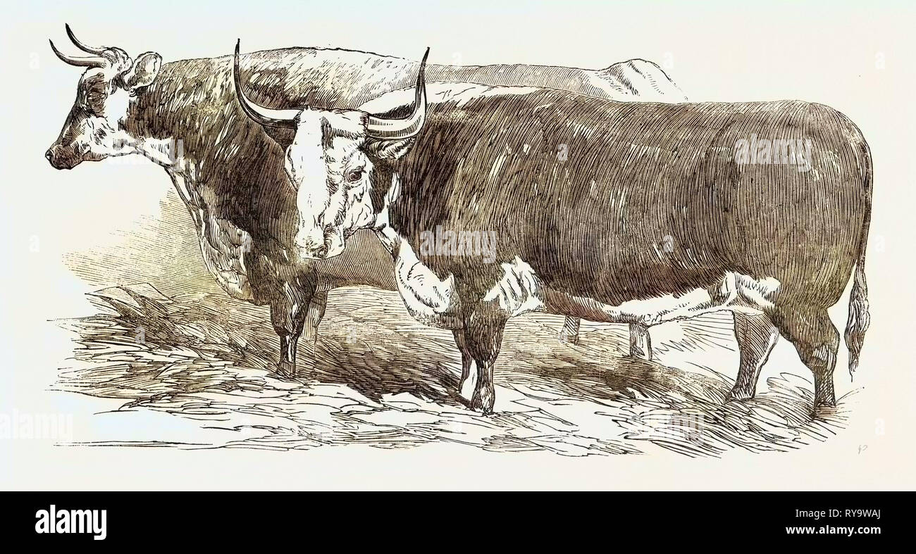 Durham cattle hi-res stock photography and images - Alamy