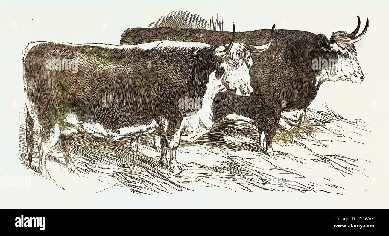 Smithfield Club Prize Cattle: Prince Albert's Hereford Ox and Mr ...