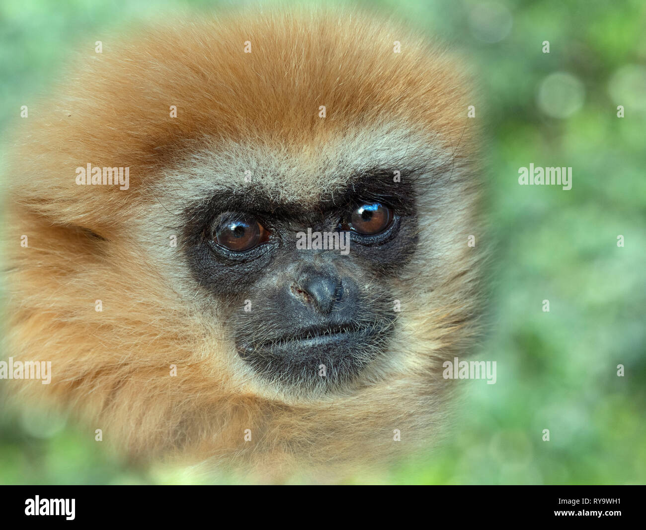 Lar gibbon Hylobates lar also known as the white-handed gibbon CAPTIVE ...