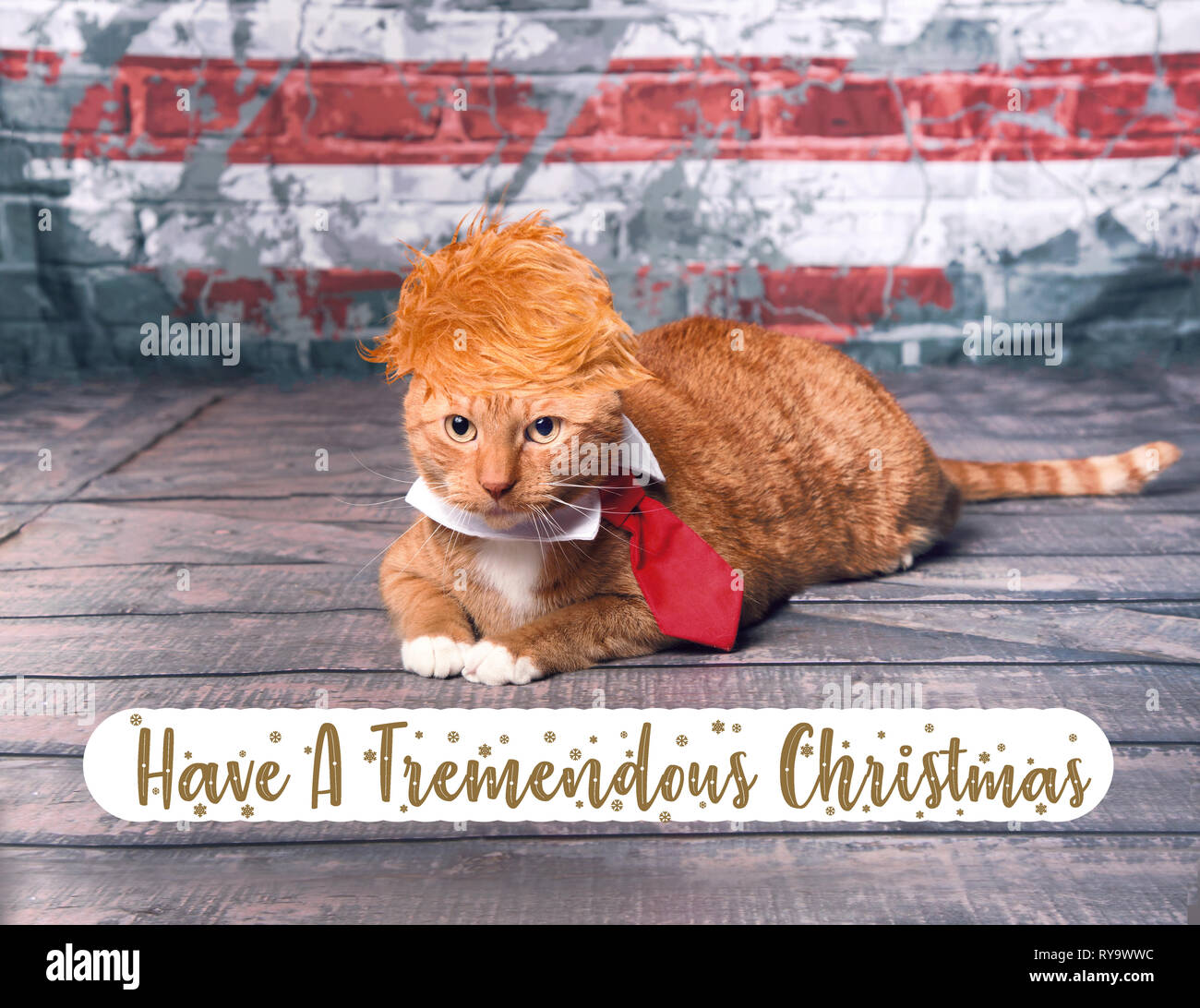 Cat posing as President Trump Stock Photo - Alamy