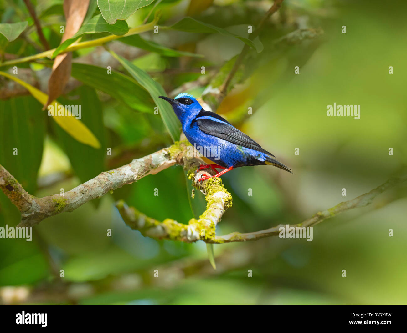 South american insects hi-res stock photography and images - Alamy