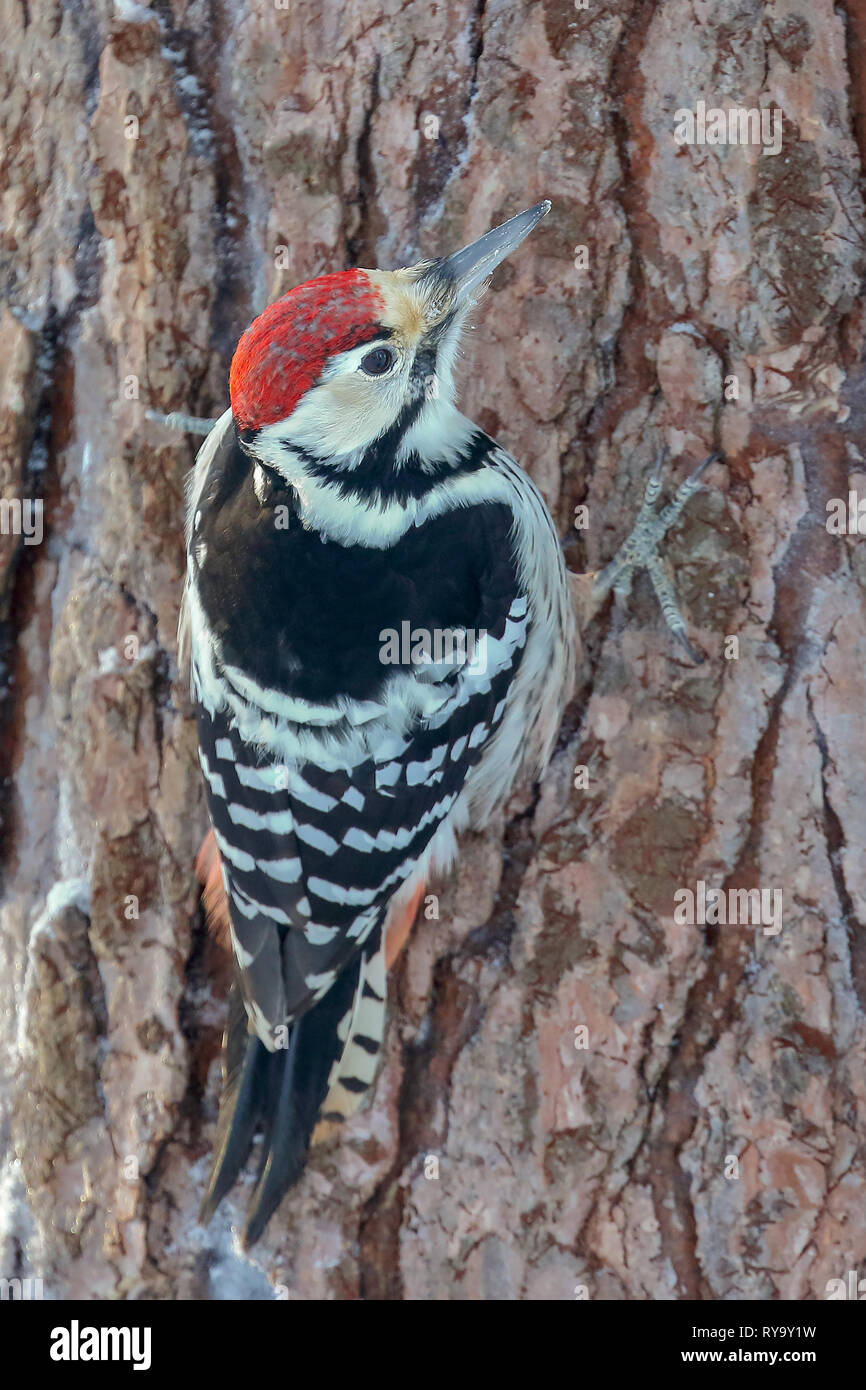 White backed woodpecker hi-res stock photography and images - Alamy