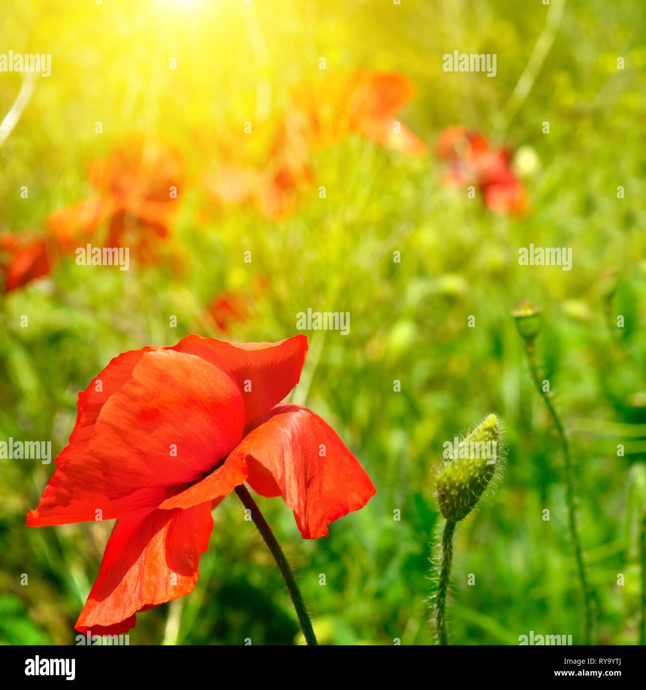 field with poppies and sun Stock Photo - Alamy