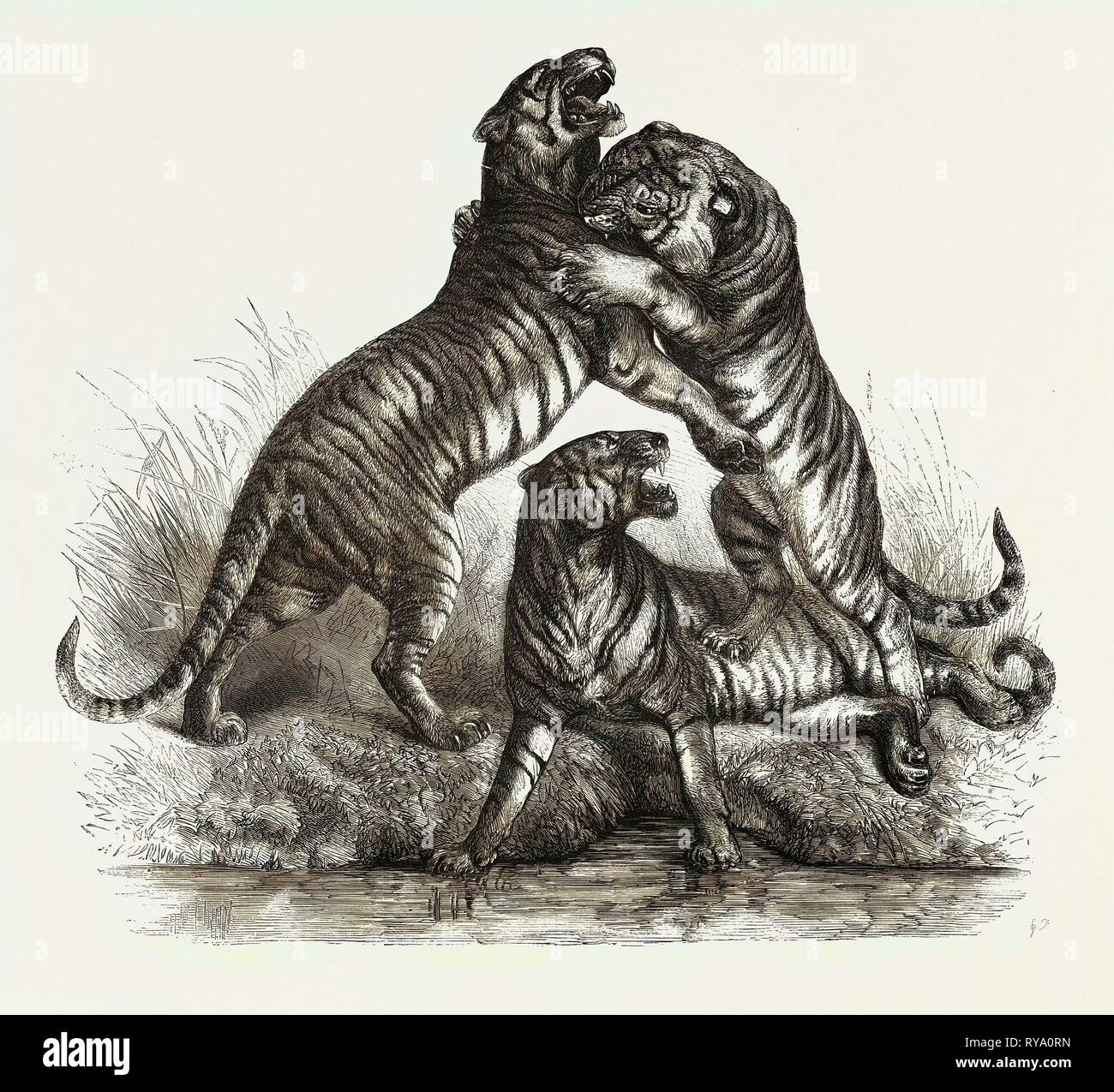 Group Of Tigers Drawing