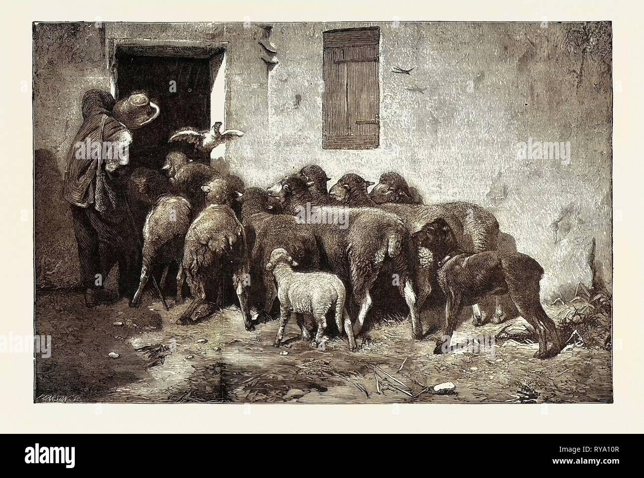 The return of the flock hi-res stock photography and images - Alamy