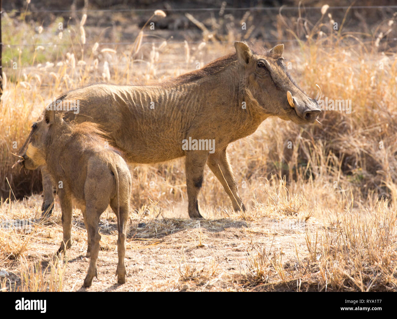 A family of wild porks in Namibia Stock Photo - Alamy
