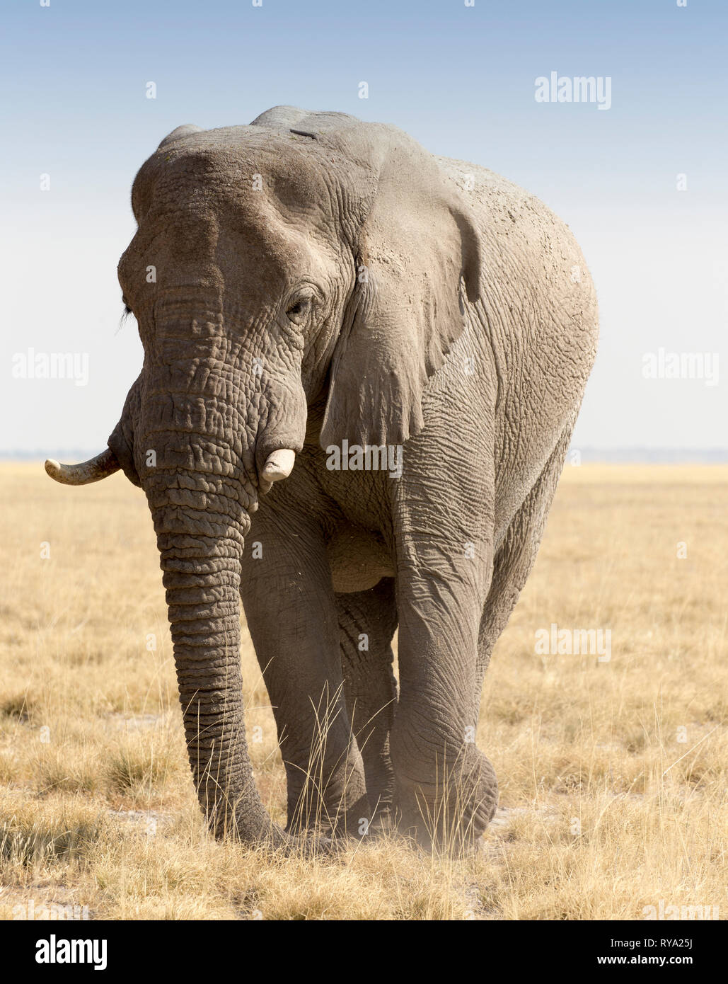 Huge african elephant in namibia savannah Stock Photo - Alamy