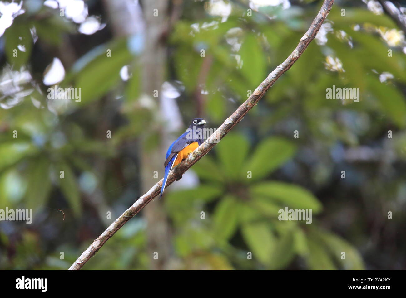 Amazonian white-tailed trogon (Trogon chionurus vividis) in Ecuador ...