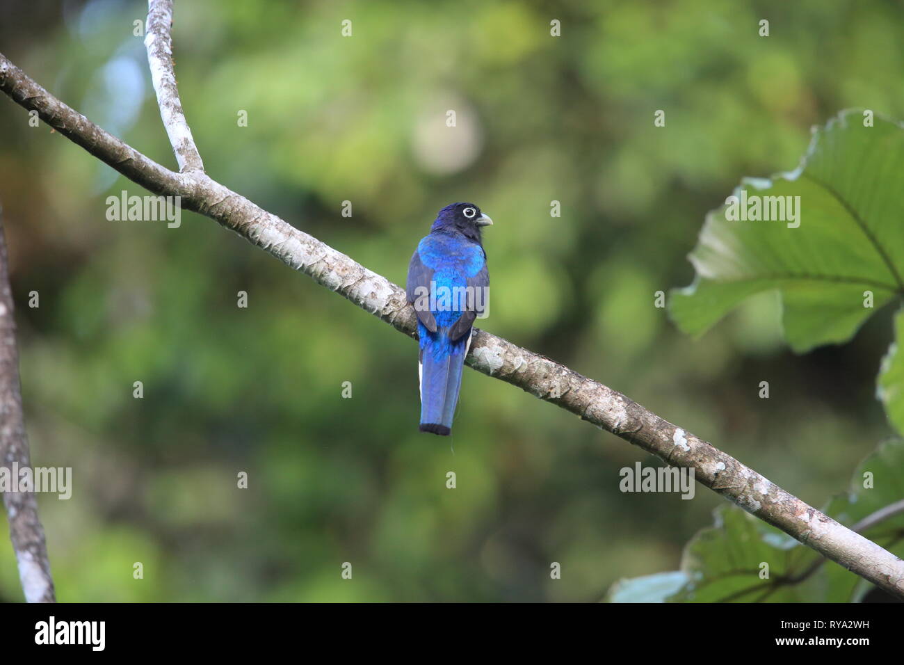 Amazonian white-tailed trogon (Trogon chionurus vividis) in Ecuador ...