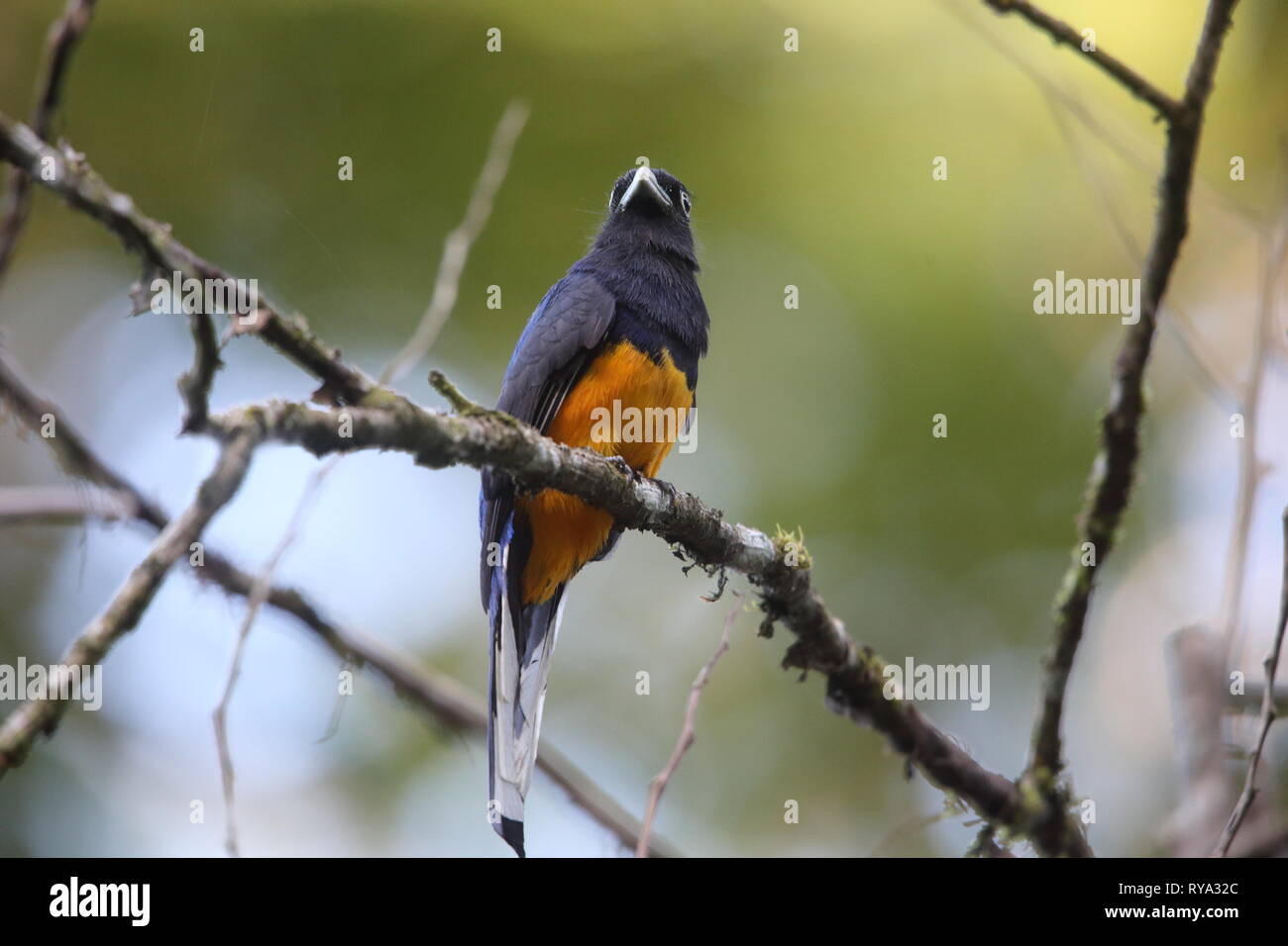 Amazonian white-tailed trogon (Trogon chionurus vividis) in Ecuador ...