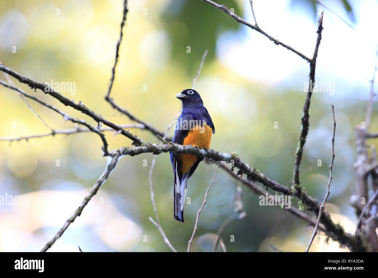 Amazonian white-tailed trogon (Trogon chionurus vividis) in Ecuador ...