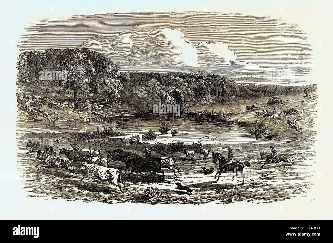 Cattle mustering hi-res stock photography and images - Alamy