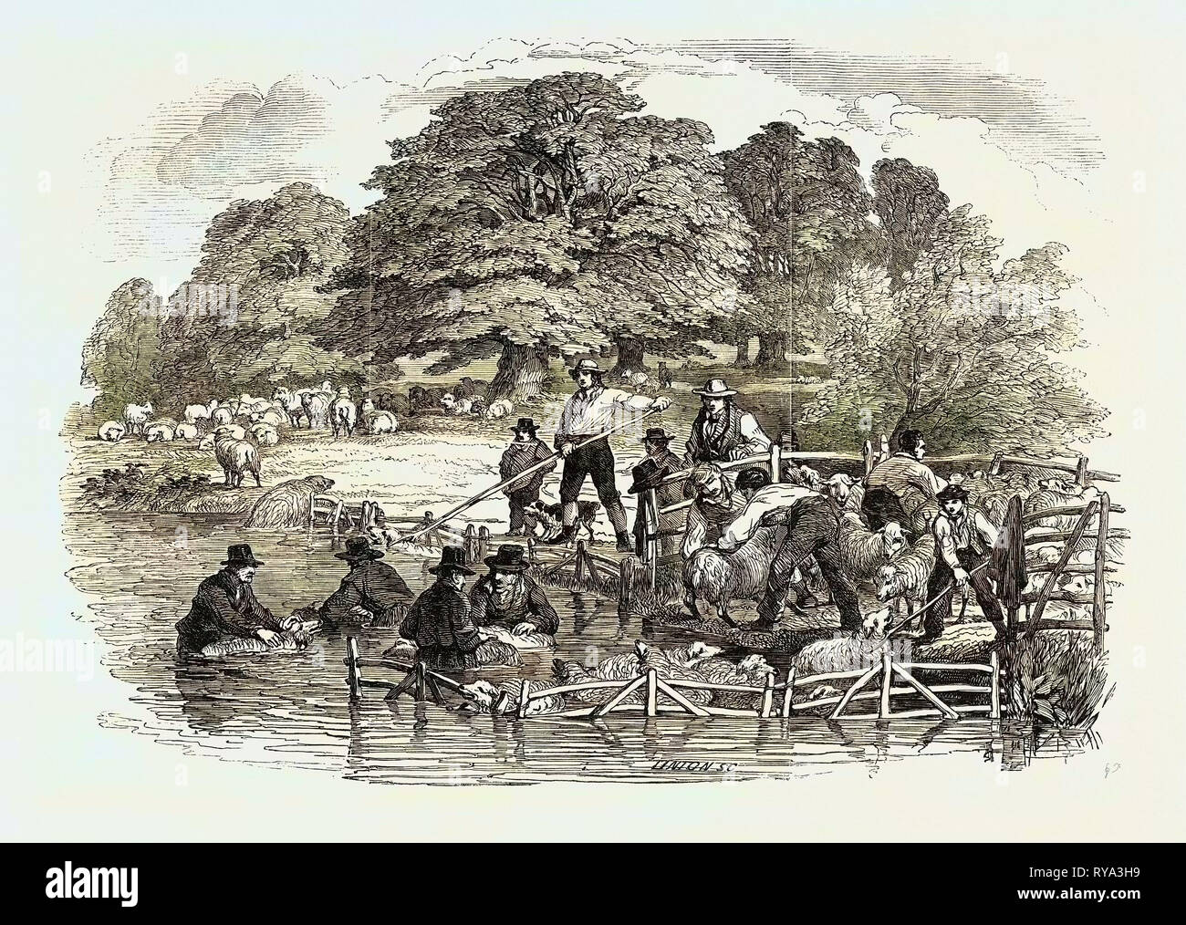 Agricultural Pictures: Sheep-Washing, 1846 Stock Photo - Alamy