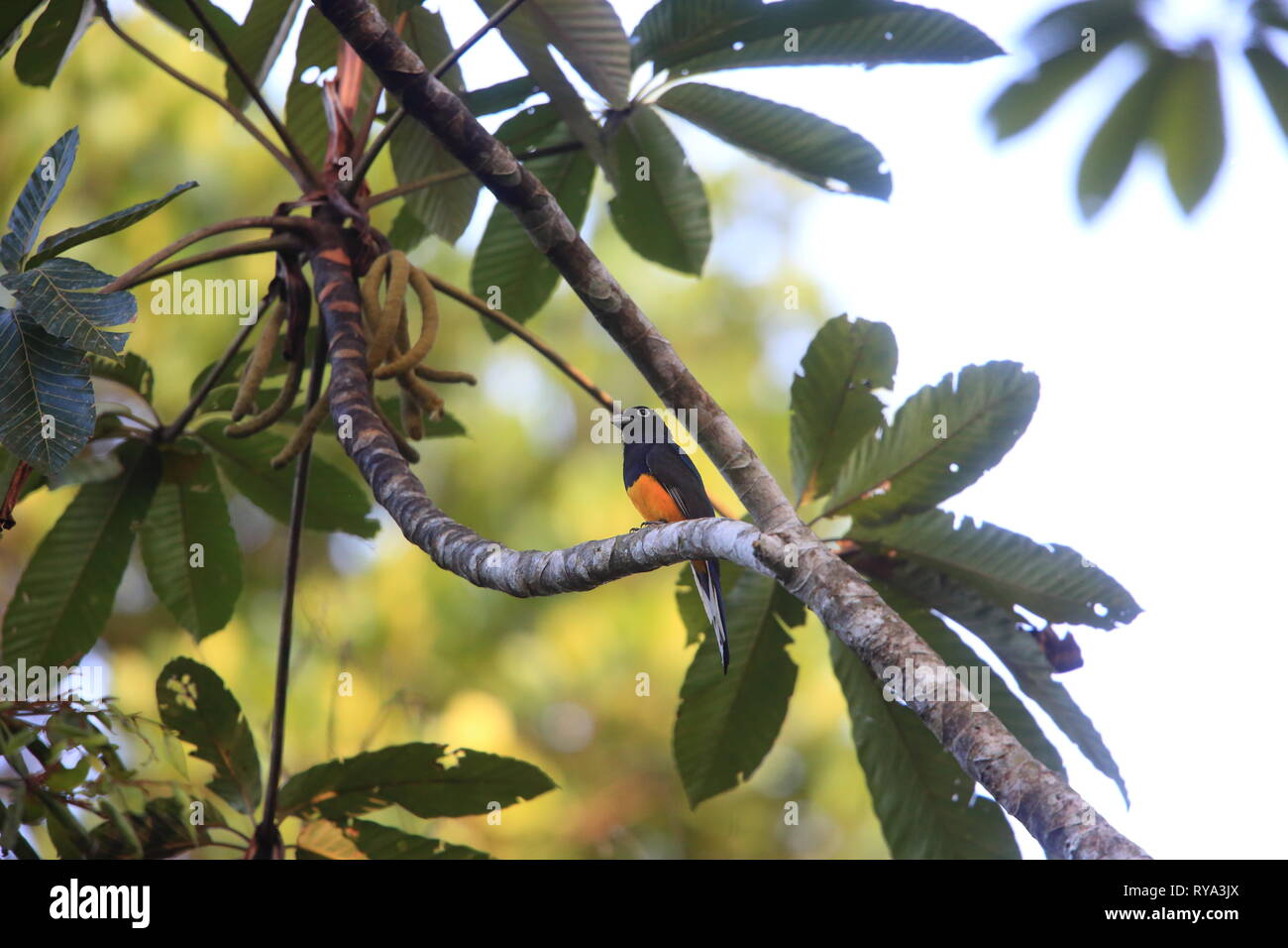 Amazonian white-tailed trogon (Trogon chionurus vividis) in Ecuador ...