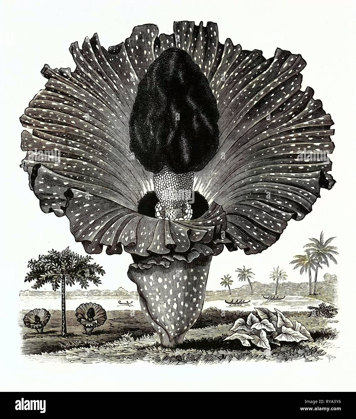 Amorphophallus campanulatus Cut Out Stock Images & Pictures - Alamy