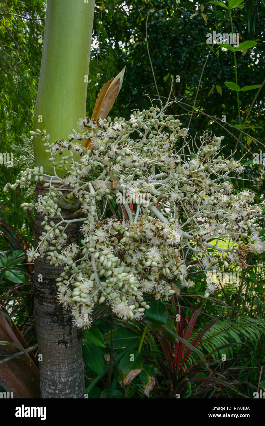 Black dwarf honey bee on palm tree flowers, Johor, Malaysia Stock Photo ...