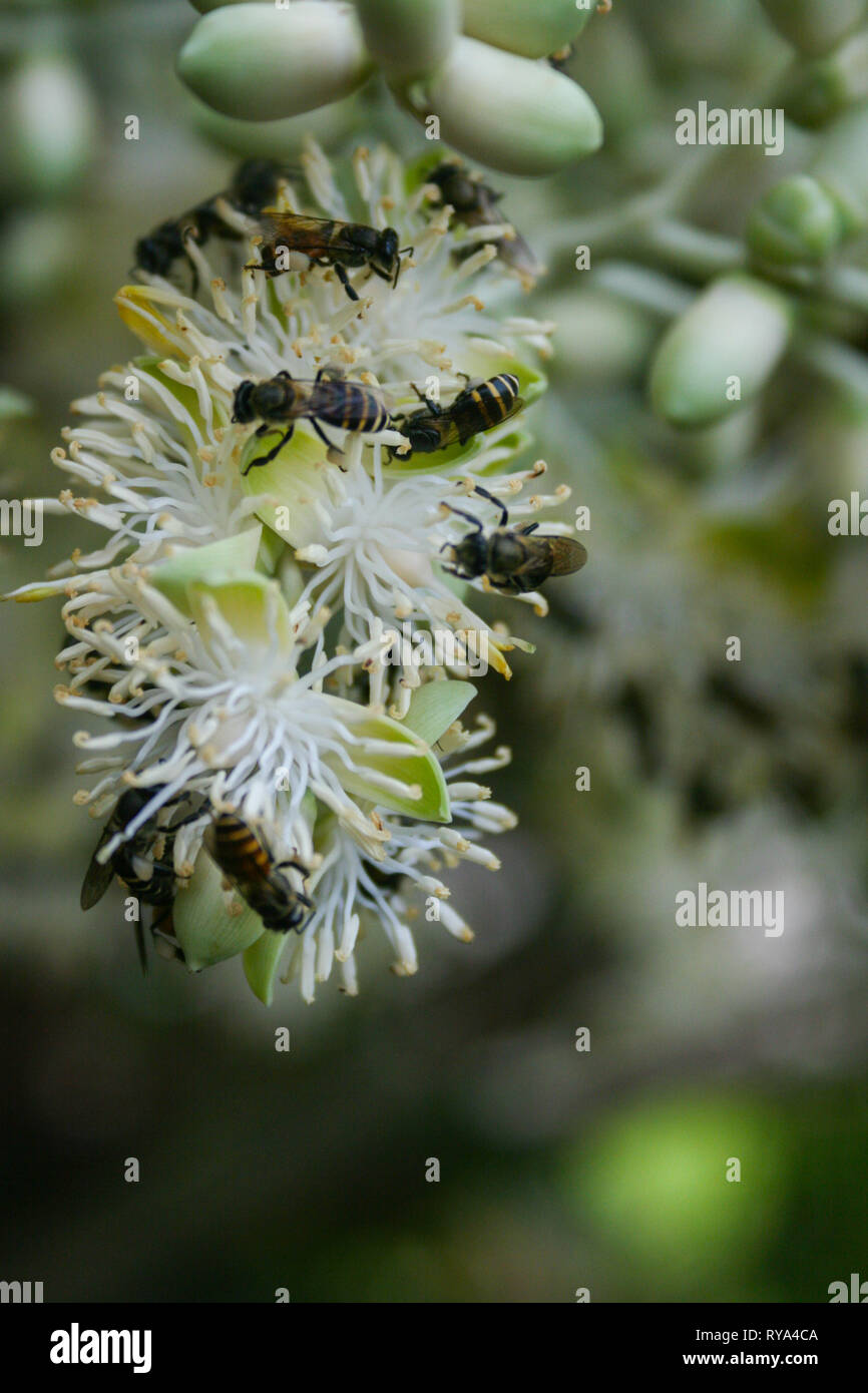 Black dwarf honey bee on palm tree flowers, Johor, Malaysia Stock Photo ...