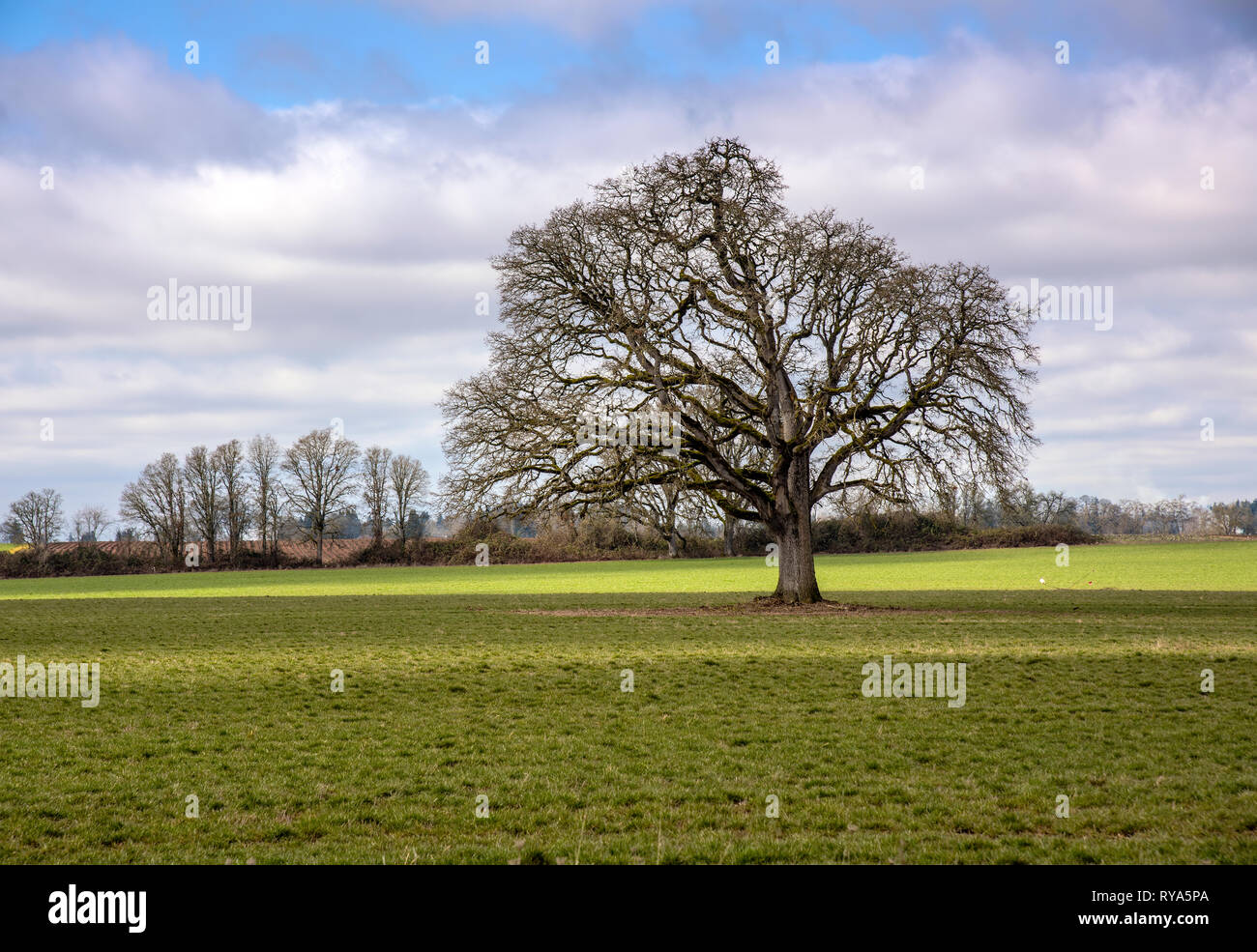 Large tree in a field Willamette valley Oregon Stock Photo - Alamy