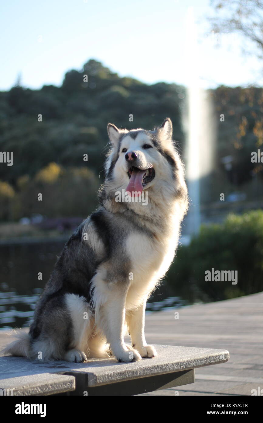 Husky alaska hi-res stock photography and images - Alamy