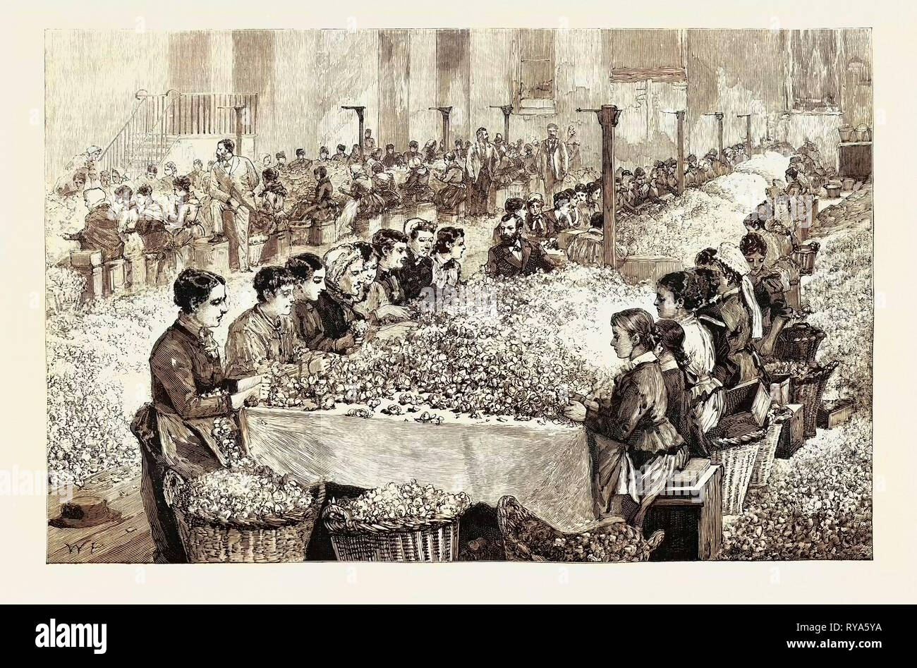 The Perfumery Manufacture at Grasse: Sorting Roses France Stock Photo ...