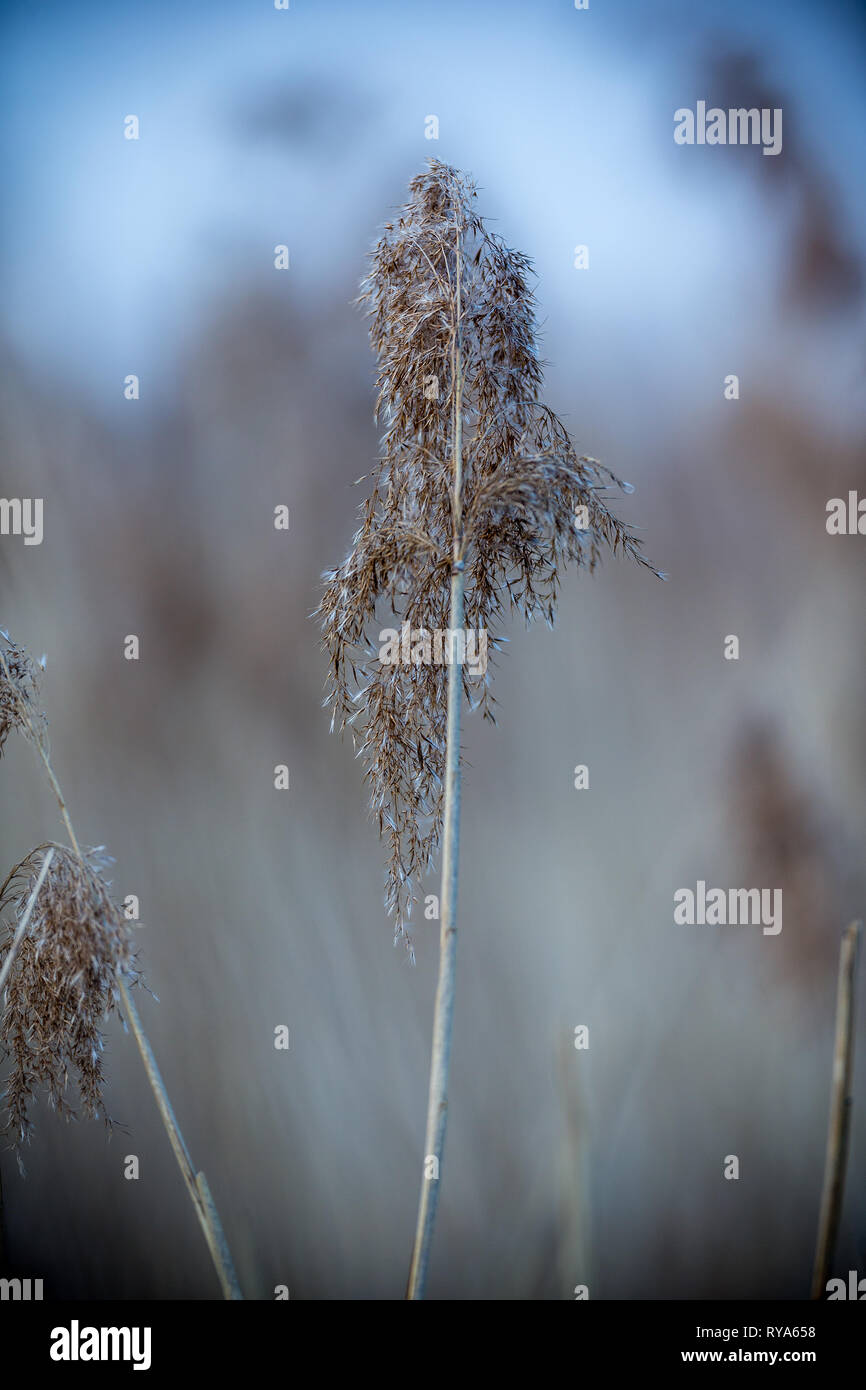 Seegras hi-res stock photography and images - Alamy