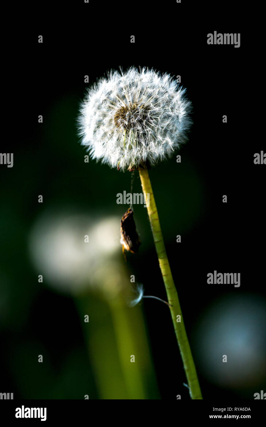 Pusteblume hi-res stock photography and images - Alamy