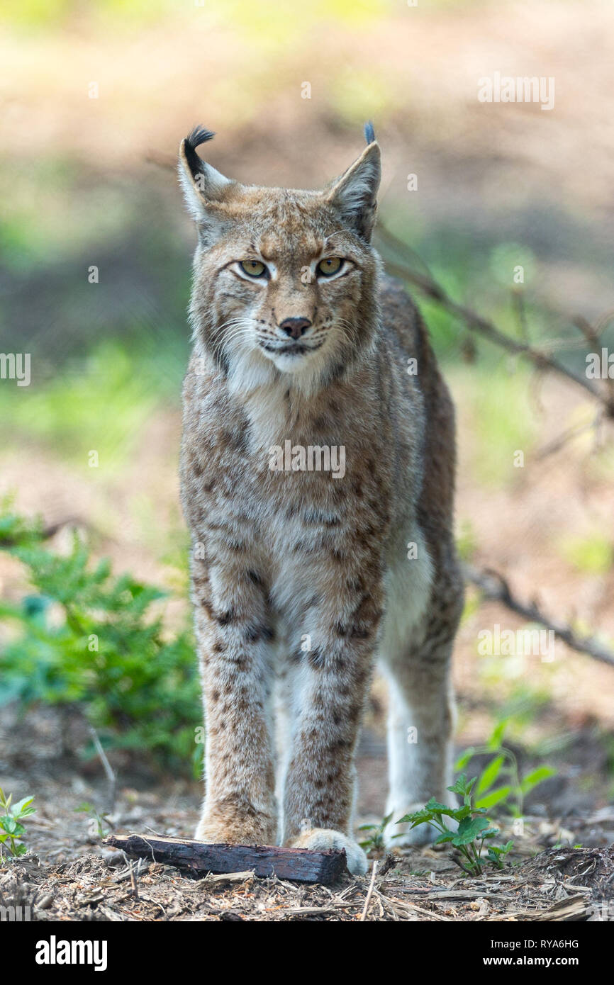 Ein Luchs im Wald Stock Photo - Alamy