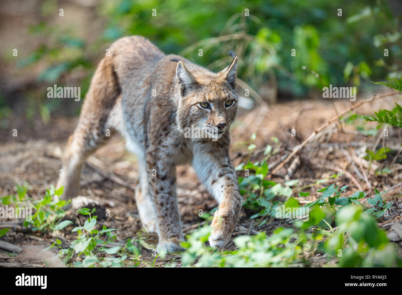Luchs im wald hi-res stock photography and images - Alamy