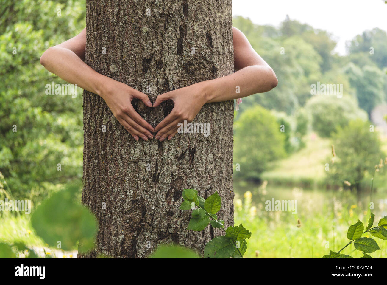 Person hugging a tree from behind, forming a heart shape with the hands ...