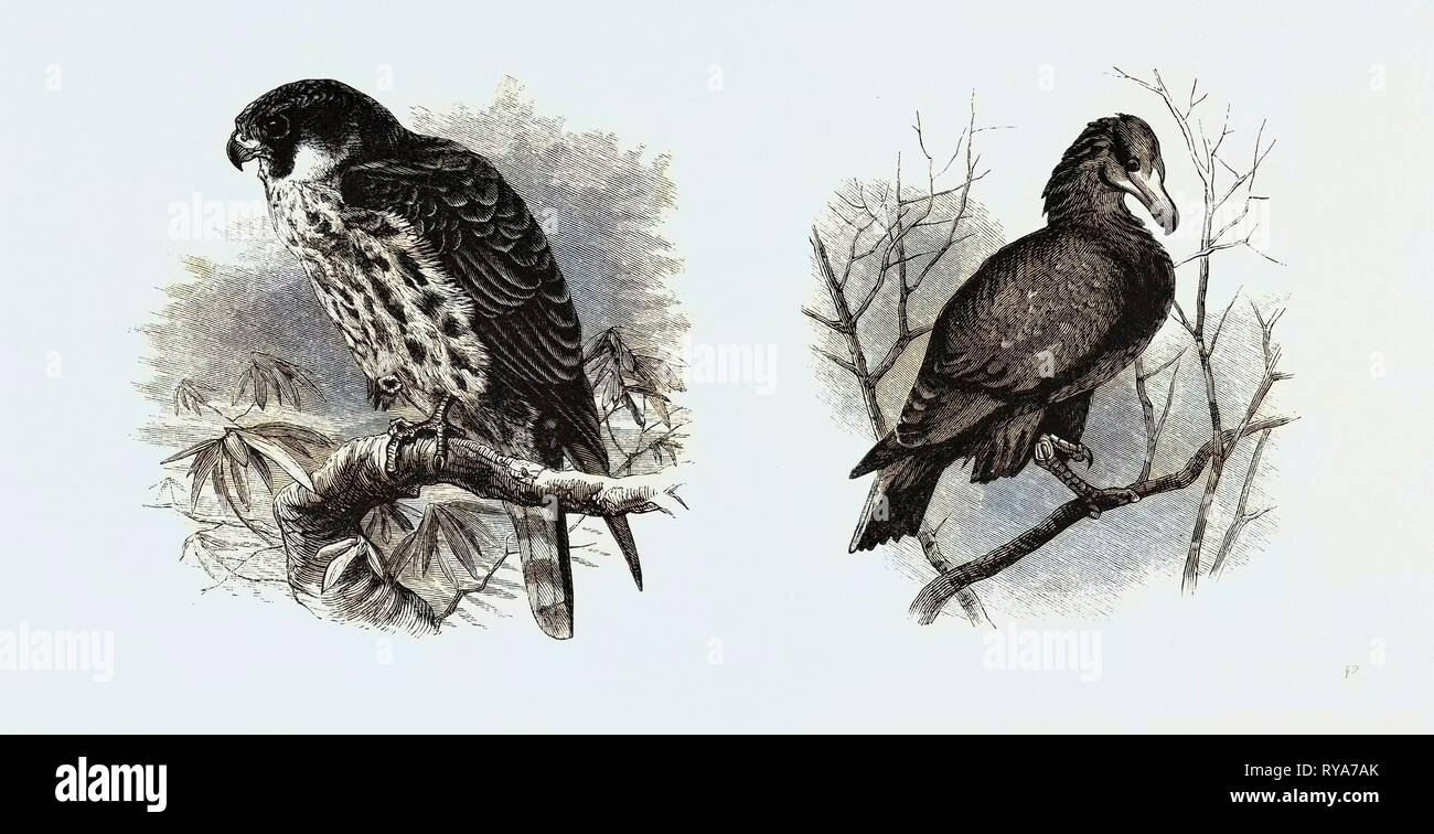 A Hawk from Nature (Left) and a Hawk from the National Gallery (Right ...