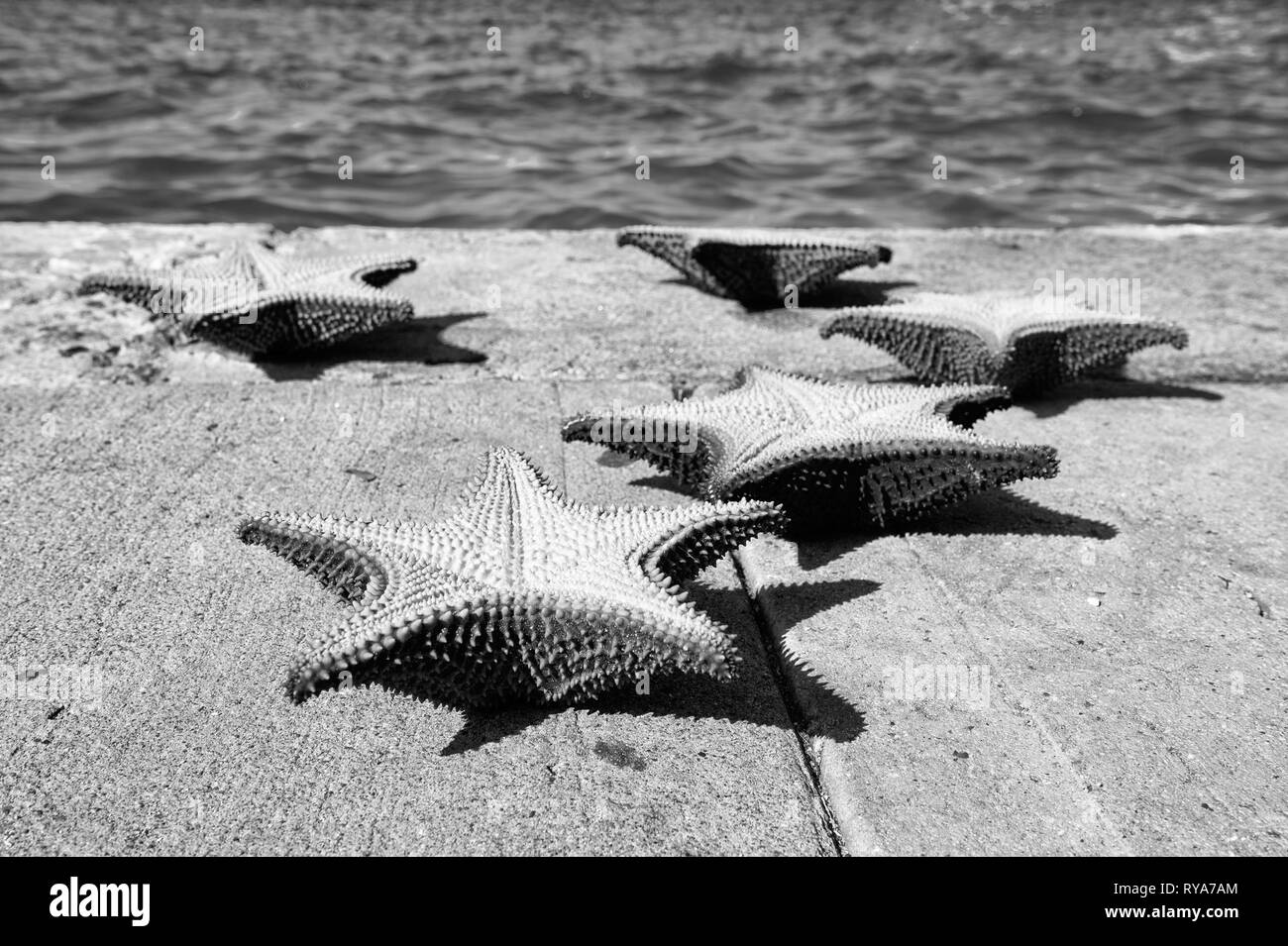 beautiful caribbean starfish orange color on grey cement background ...