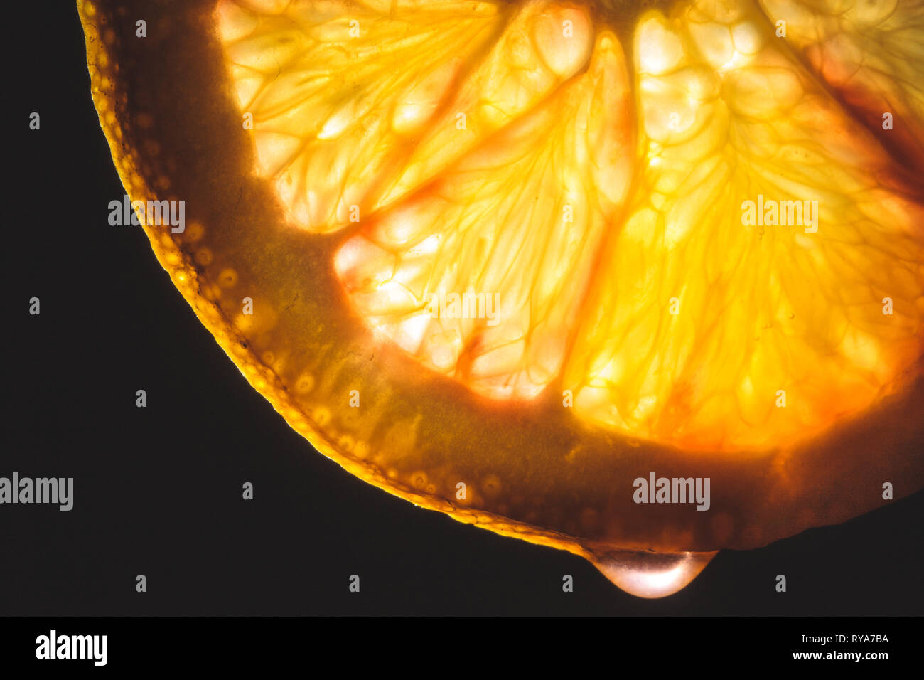 Close up photo of a thin slice of orange lit from behind. A drop of ...