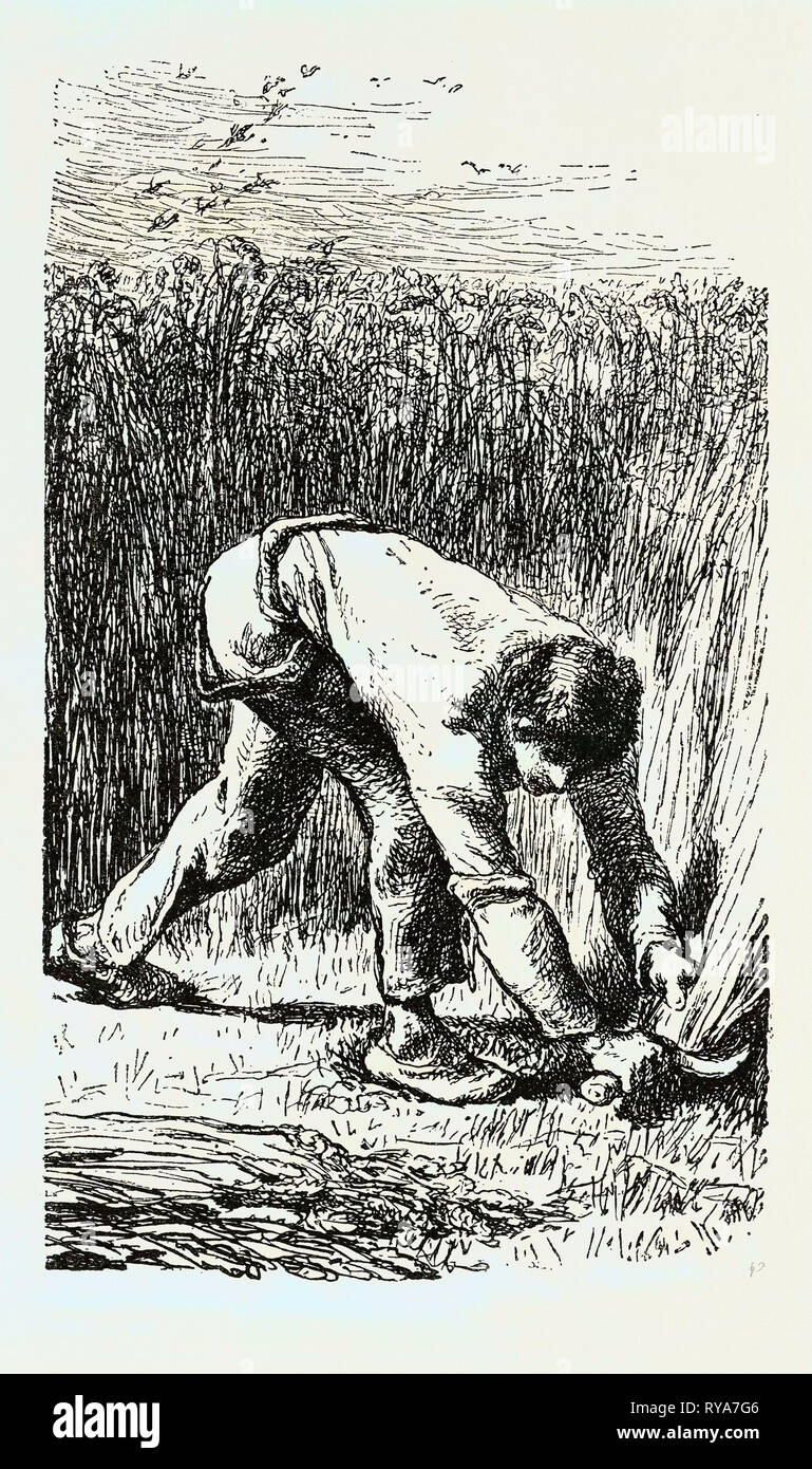 Reaping hi-res stock photography and images - Alamy