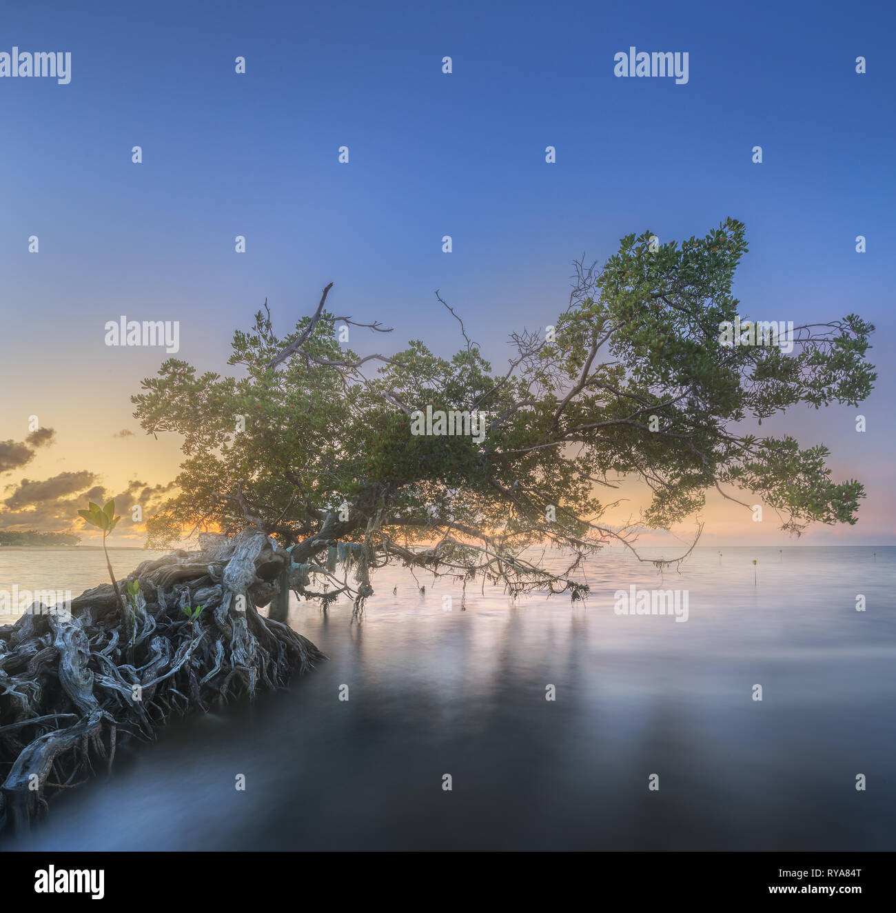 Tree over the water and coast of Borneo beach Stock Photo - Alamy