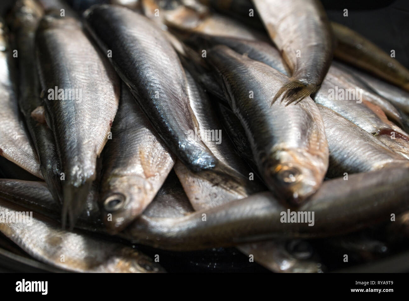 Black sea sprat hi-res stock photography and images - Alamy