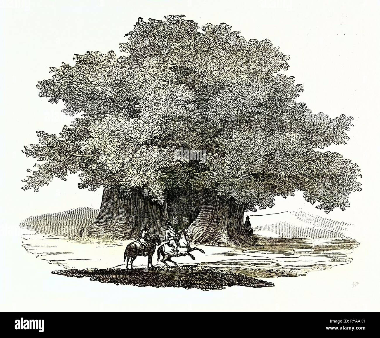 Great Chesnut Tree of Mount Aetna Stock Photo - Alamy