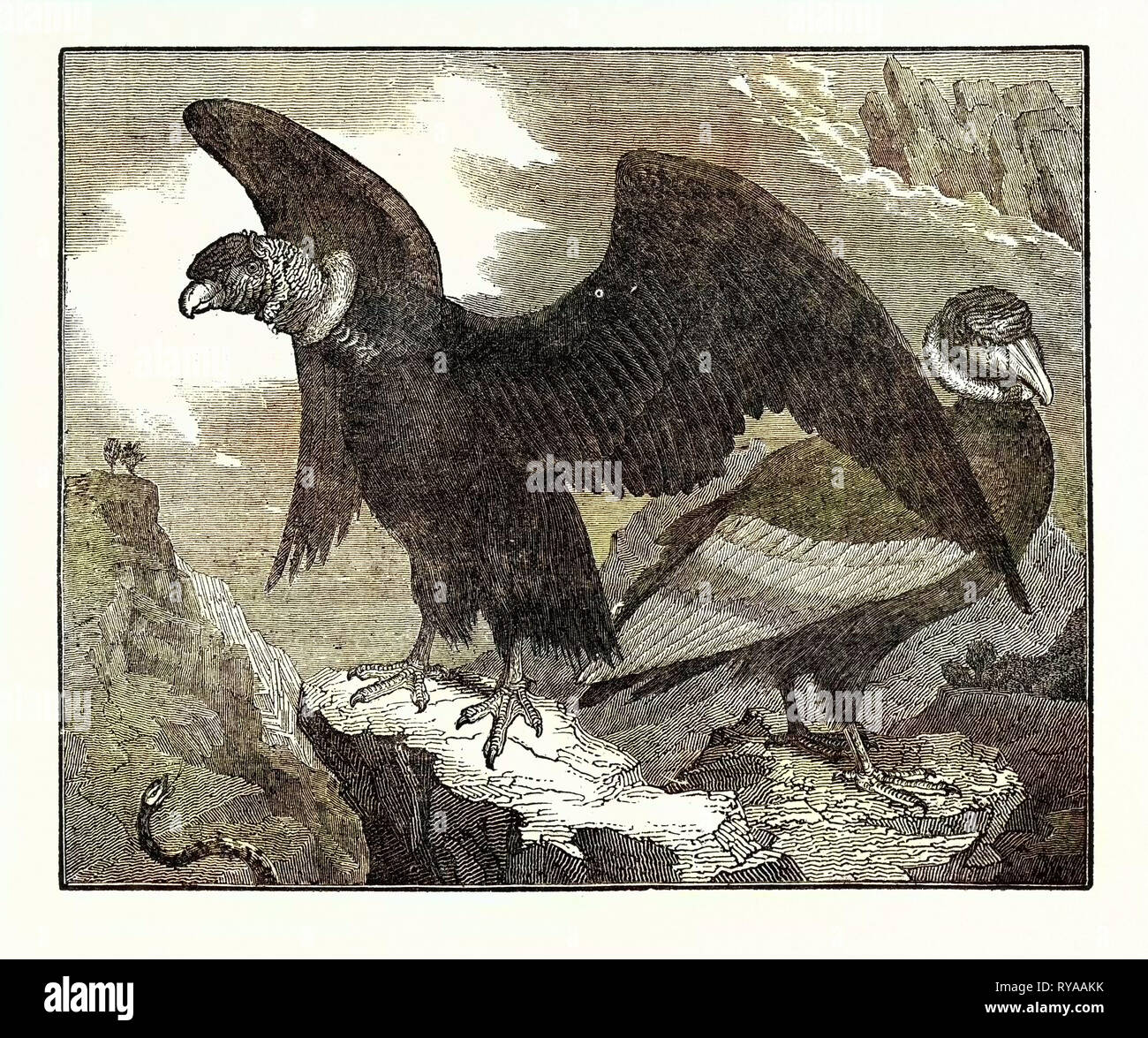 The Condor from a Living Specimen Stock Photo - Alamy