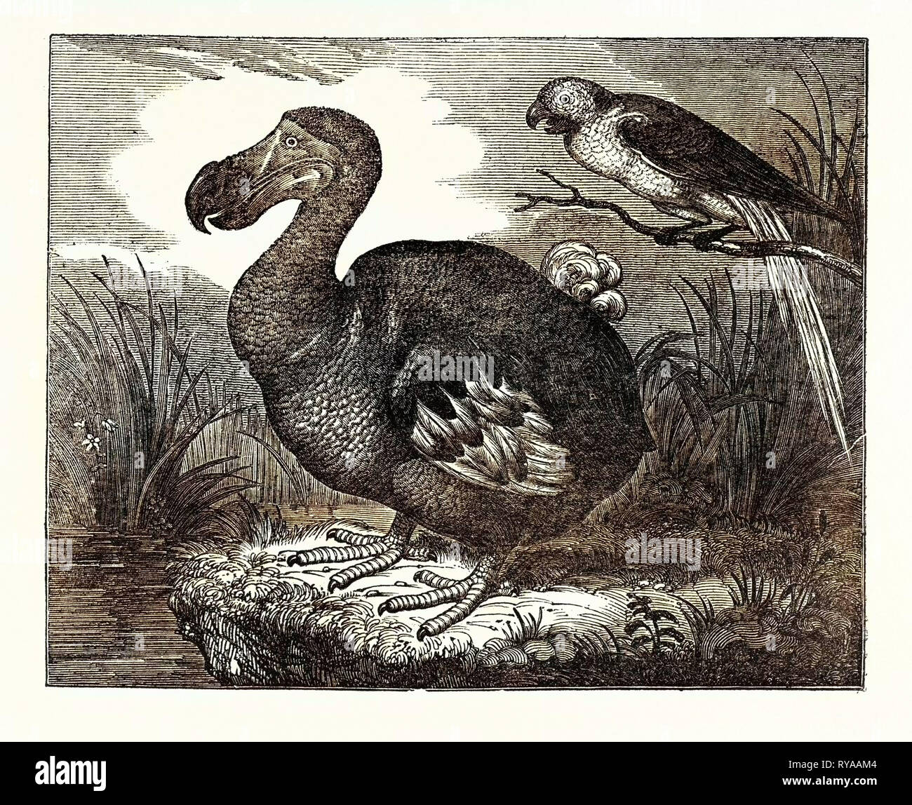 The dodo hi-res stock photography and images - Alamy