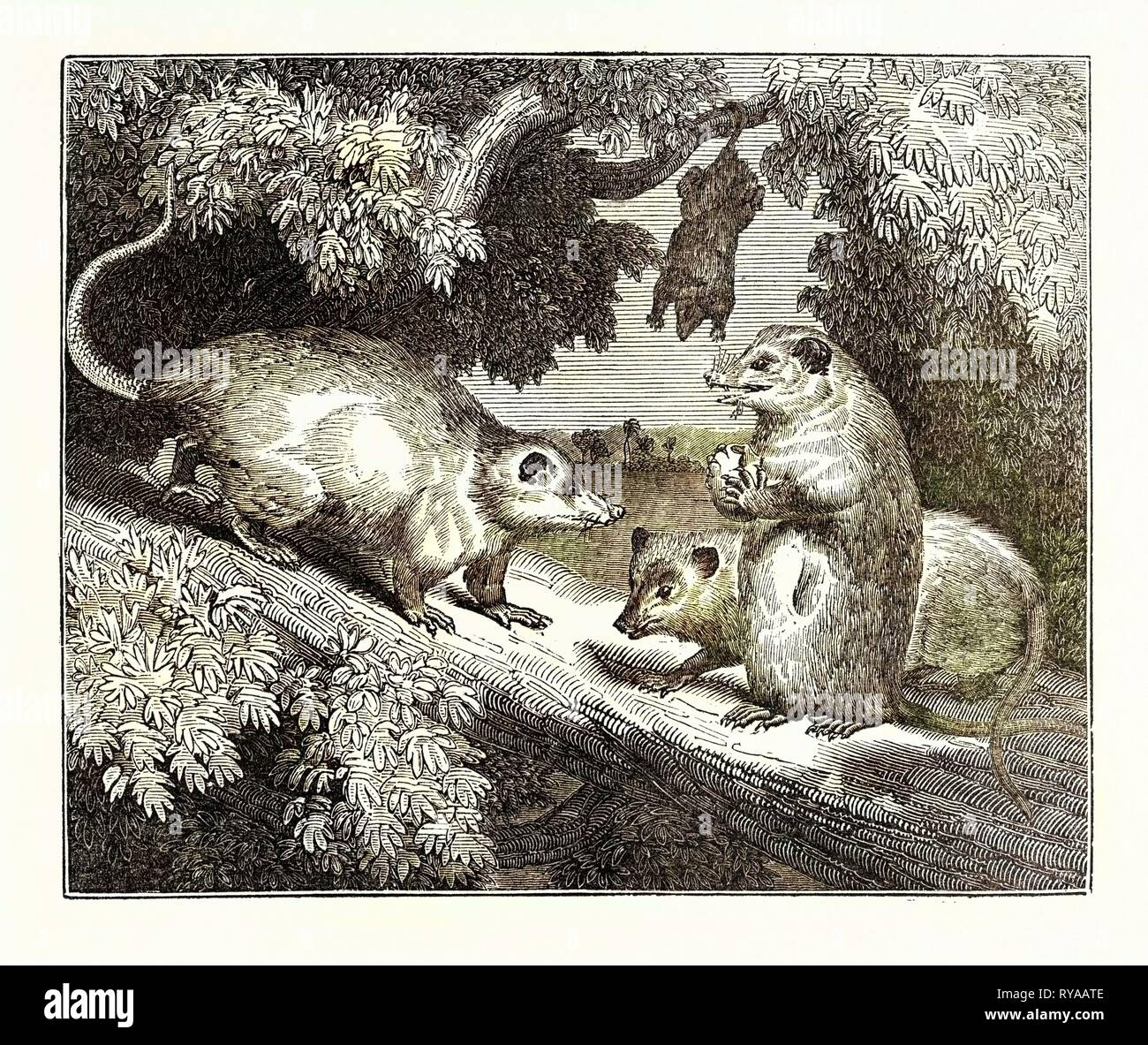 Male and Female Opossums Stock Photo - Alamy