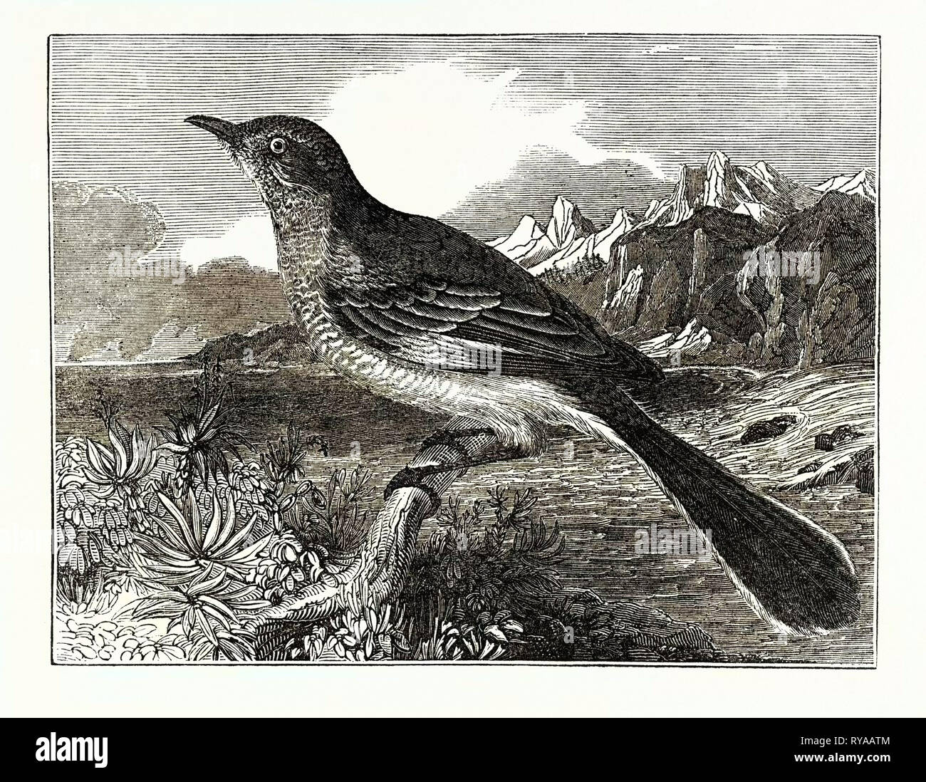 Victorian engraving bird hi-res stock photography and images - Alamy