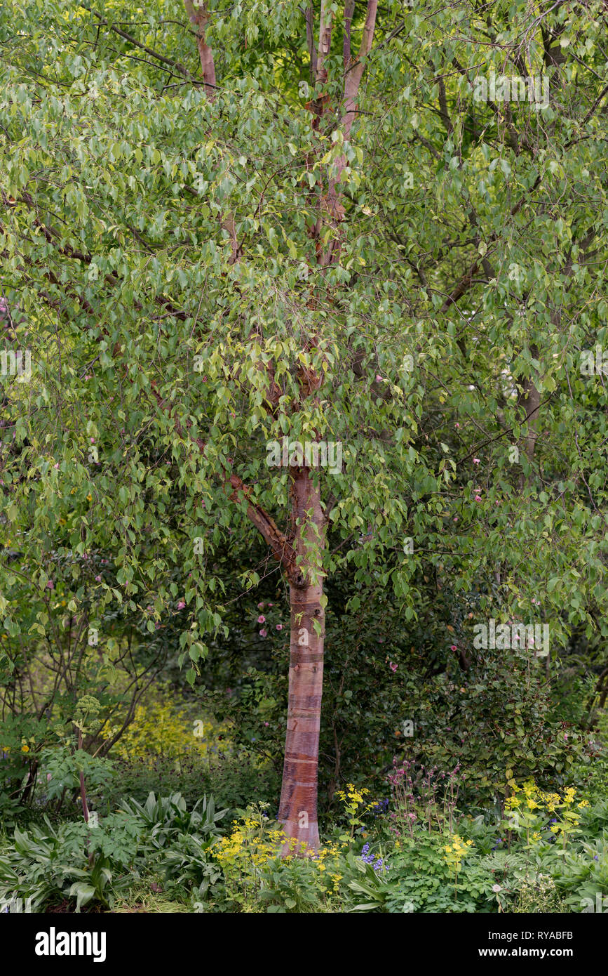 Chinese birch tree hi-res stock photography and images - Alamy