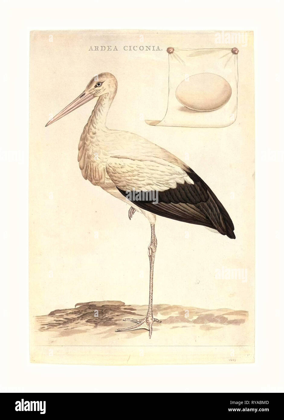Stork artwork hi-res stock photography and images - Alamy