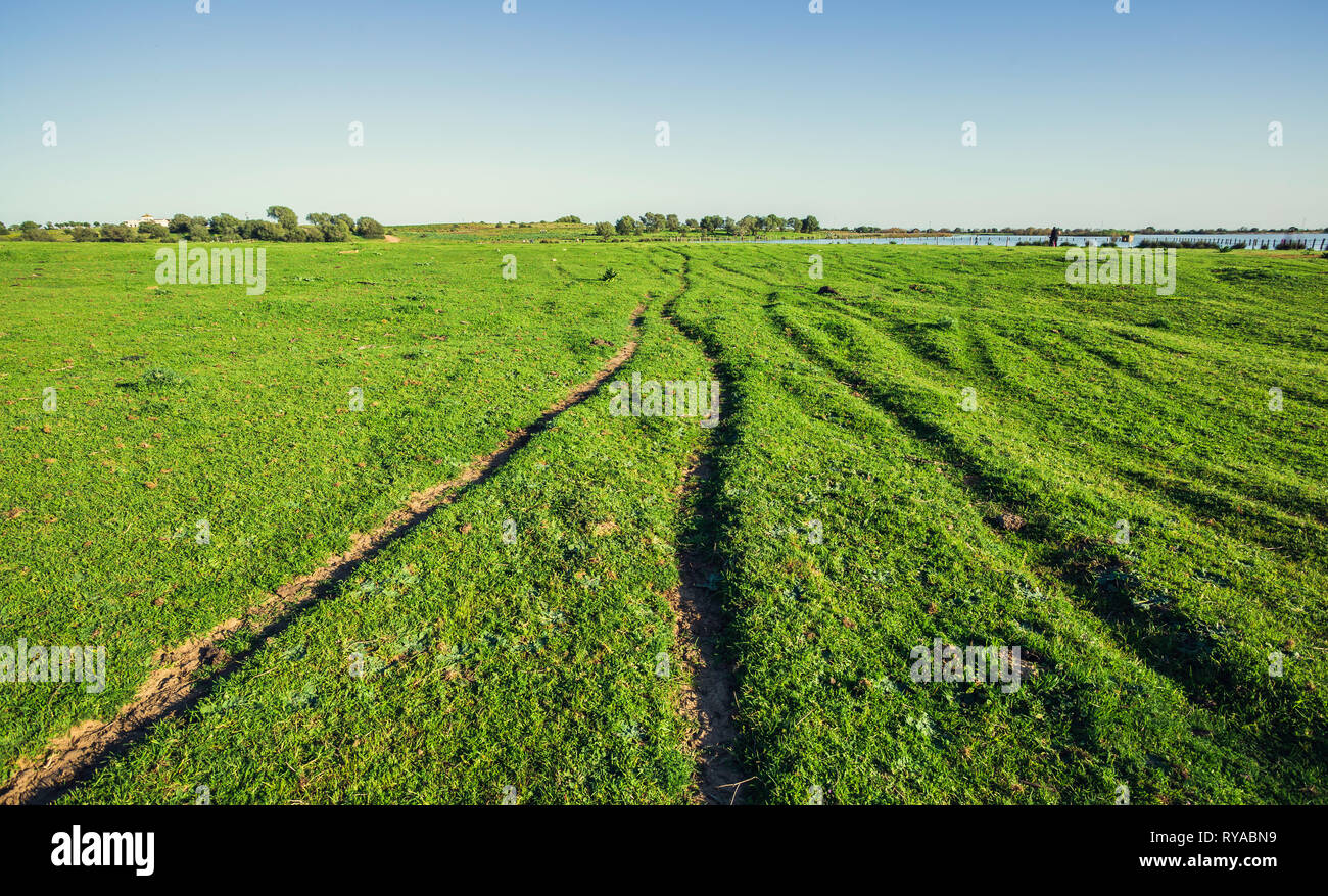 Horizon line trees hi-res stock photography and images - Alamy