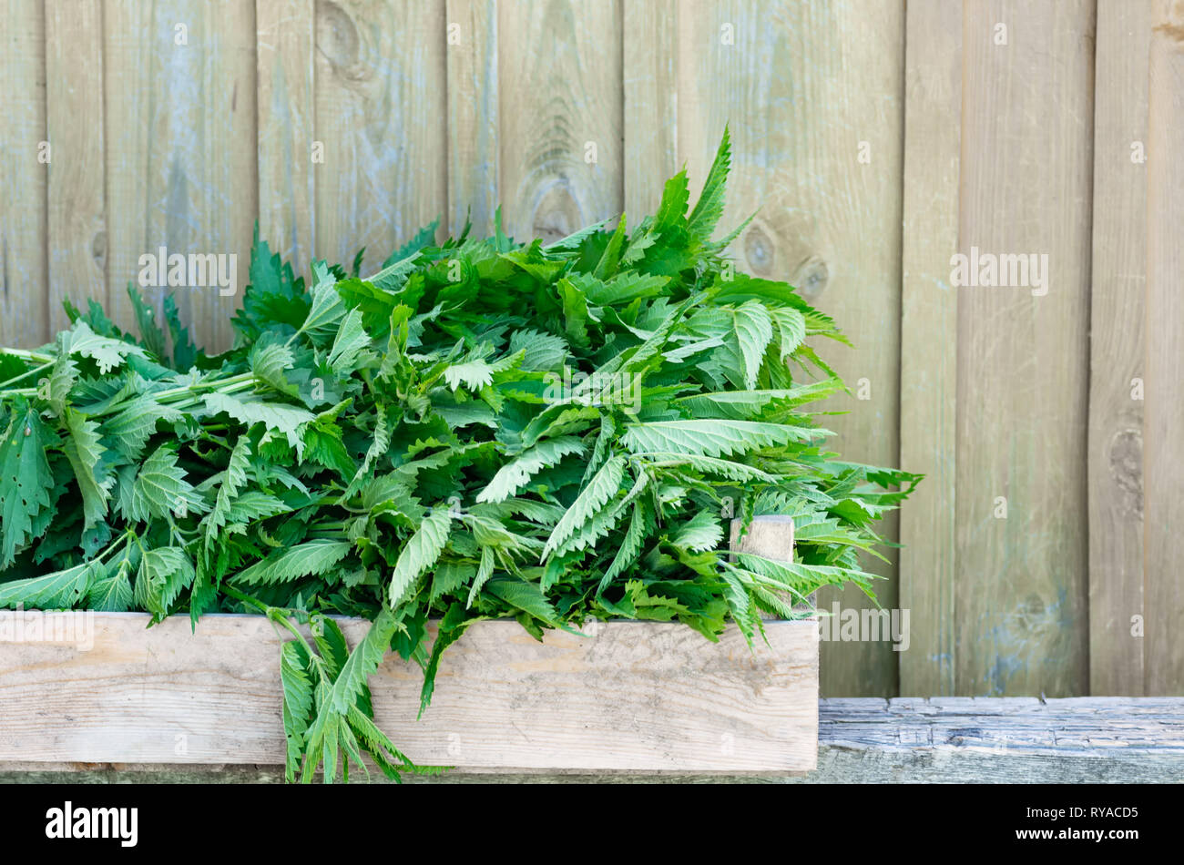 A basket of fresh nettles in a wooden box. Nettle leaf with copy space ...