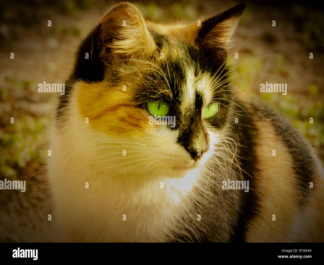 Calico eyes hi-res stock photography and images - Alamy