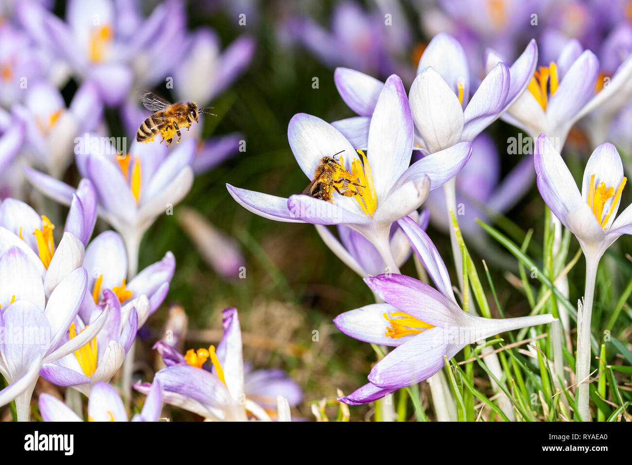 Insekt fliegt hi-res stock photography and images - Alamy