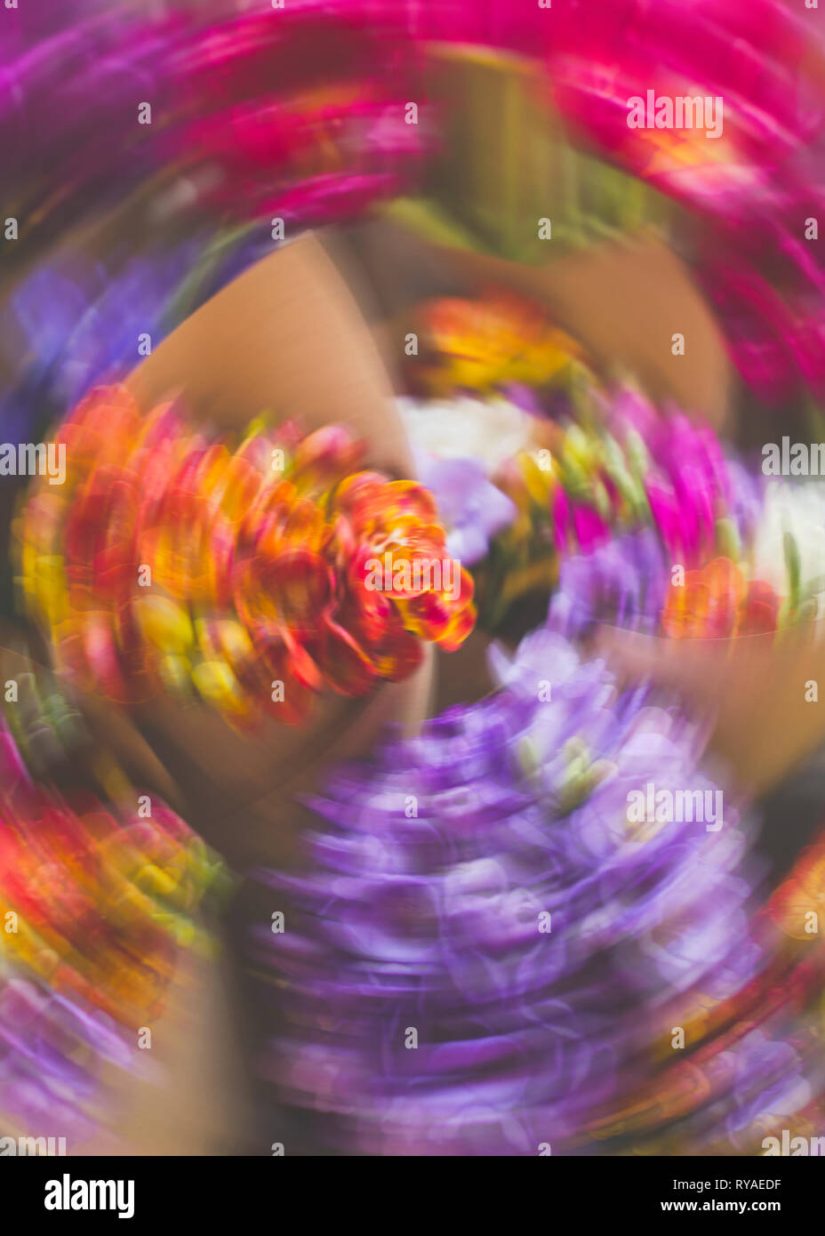 Bouquet of colorful fresh freesia in a craft paper art rotation effect ...