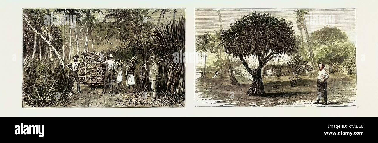 Loading Cane in a Sugar Field, Fiji Islands (Left), Pandanus Tree ...