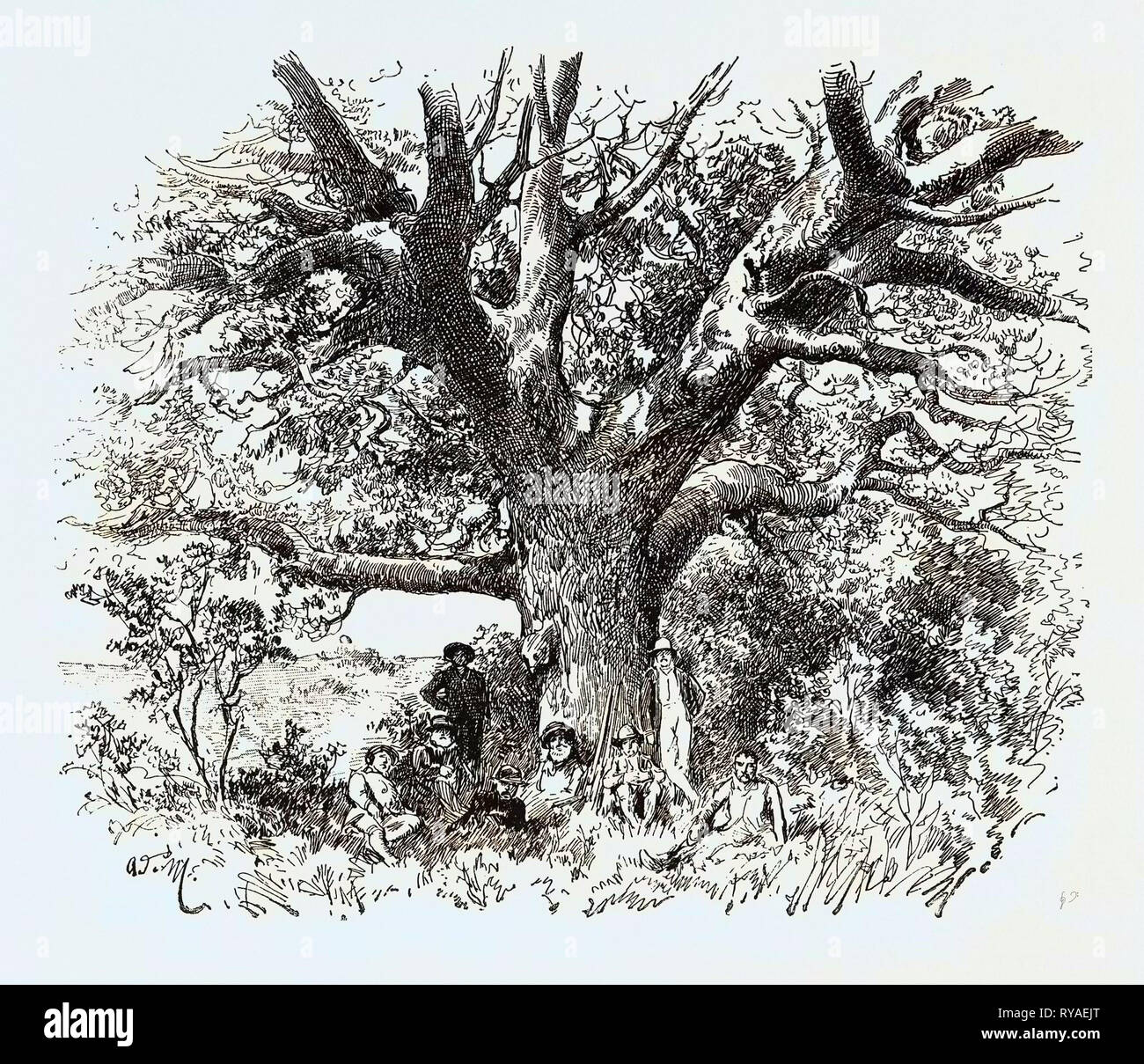 A Buck-Hunting Excursion in South Africa: A Yellow-Wood Tree Stock ...