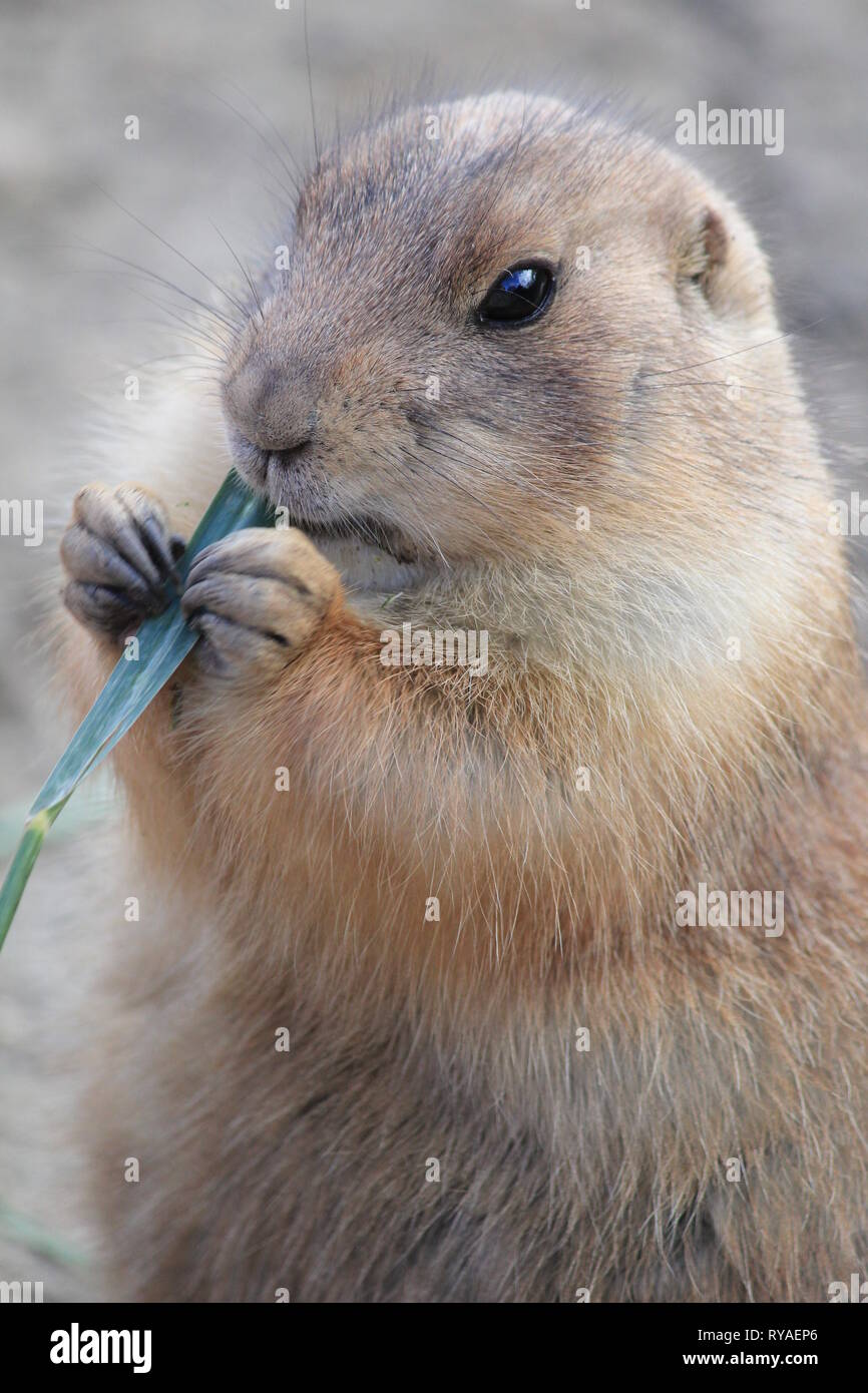 Vocal signals hi-res stock photography and images - Alamy